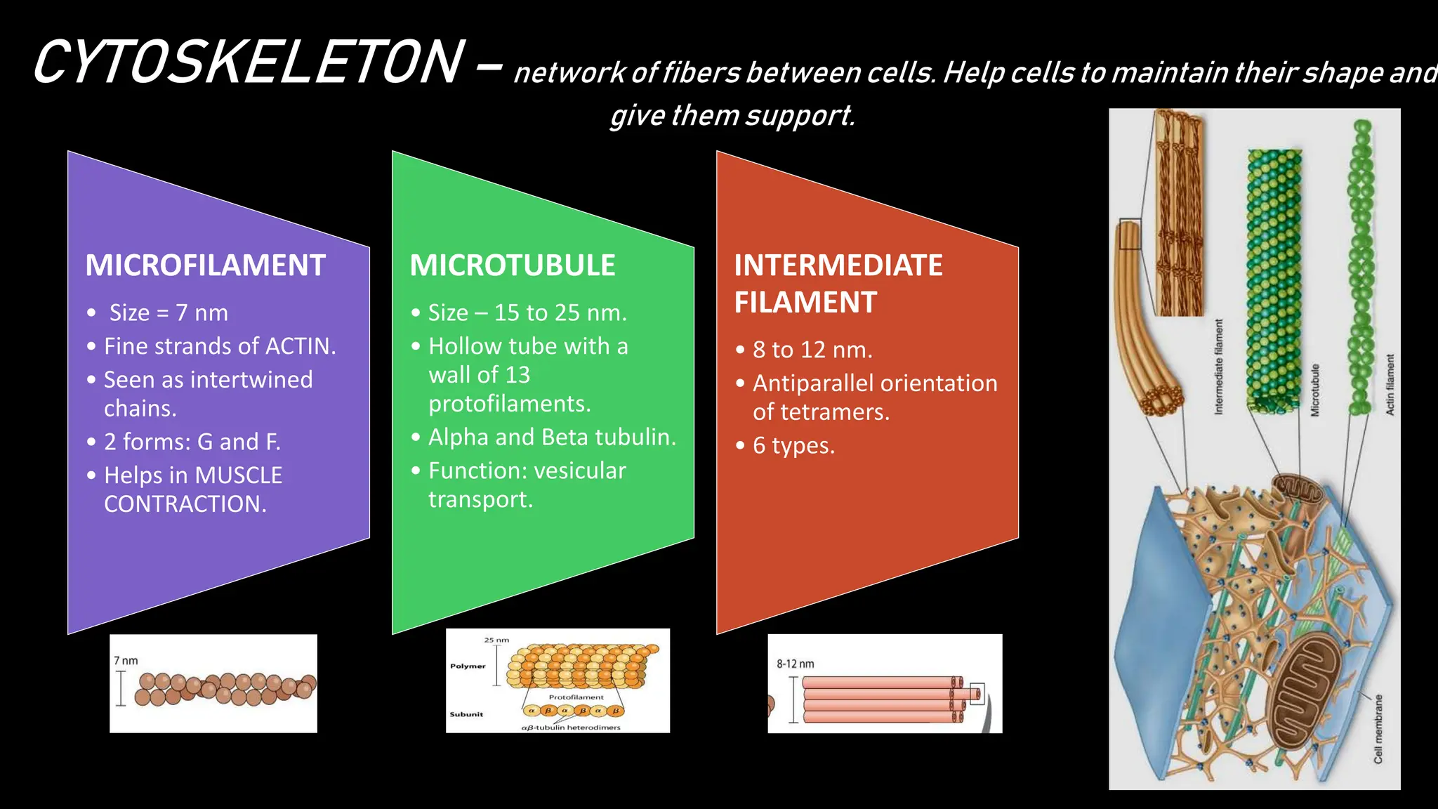 cytoskeleton.pptx
