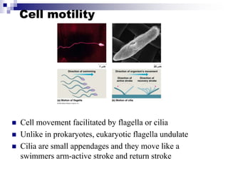 cytoskeleton.ppt