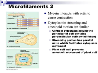 cytoskeleton.ppt