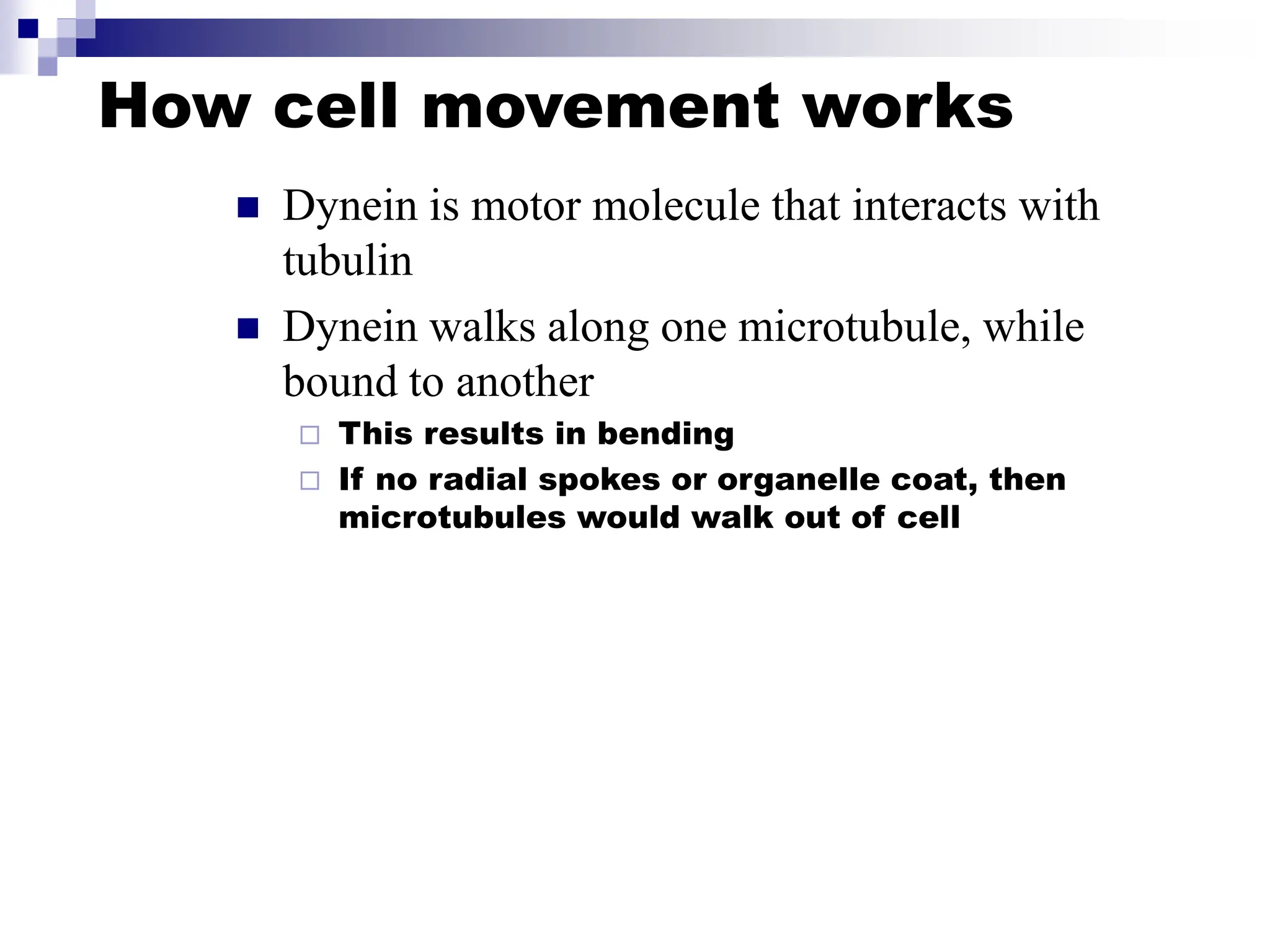 cytoskeleton for shape and size in plants and animals | PPT