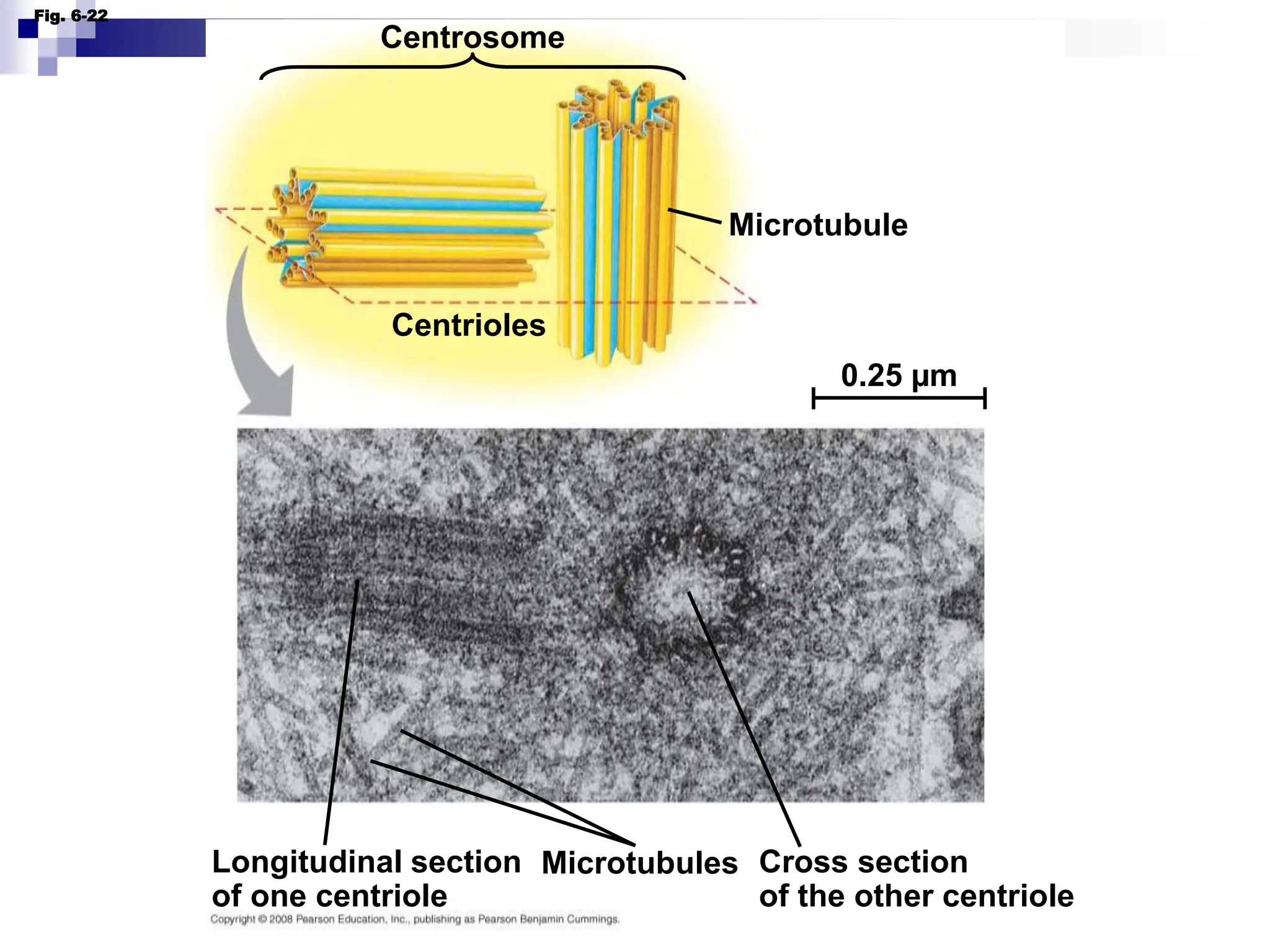 cytoskeleton for shape and size in plants and animals | PPT