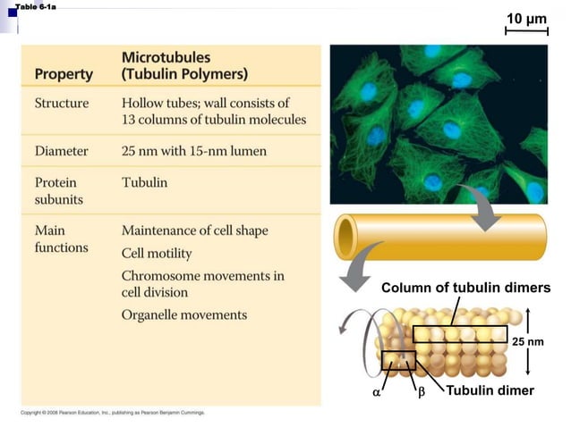 cytoskeleton for shape and size in plants and animals | PPT