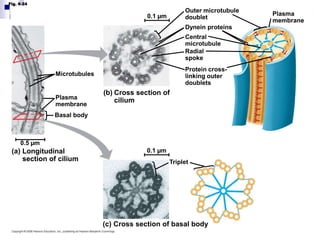 cytoskeleton for shape and size in plants and animals | PPT