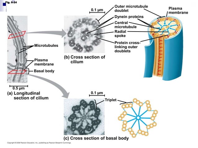 cytoskeleton for shape and size in plants and animals | PPT