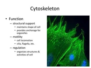 Cytoskeleton for medical studentsaa.pptx