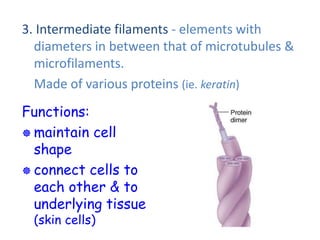 Cytoskeleton for medical studentsaa.pptx
