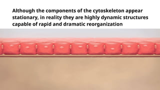 Cell membrane organelles cytoskeleton structure and function | PPT