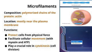 Cell membrane organelles cytoskeleton structure and function | PPT