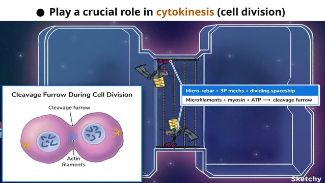 Cell membrane organelles cytoskeleton structure and function | PPT