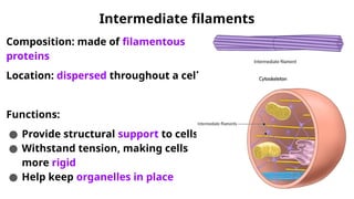 Cell membrane organelles cytoskeleton structure and function | PPTX