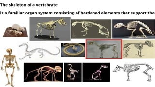 Cell membrane organelles cytoskeleton structure and function | PPT
