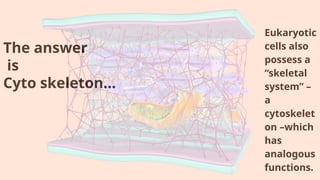 Cell membrane organelles cytoskeleton structure and function | PPT