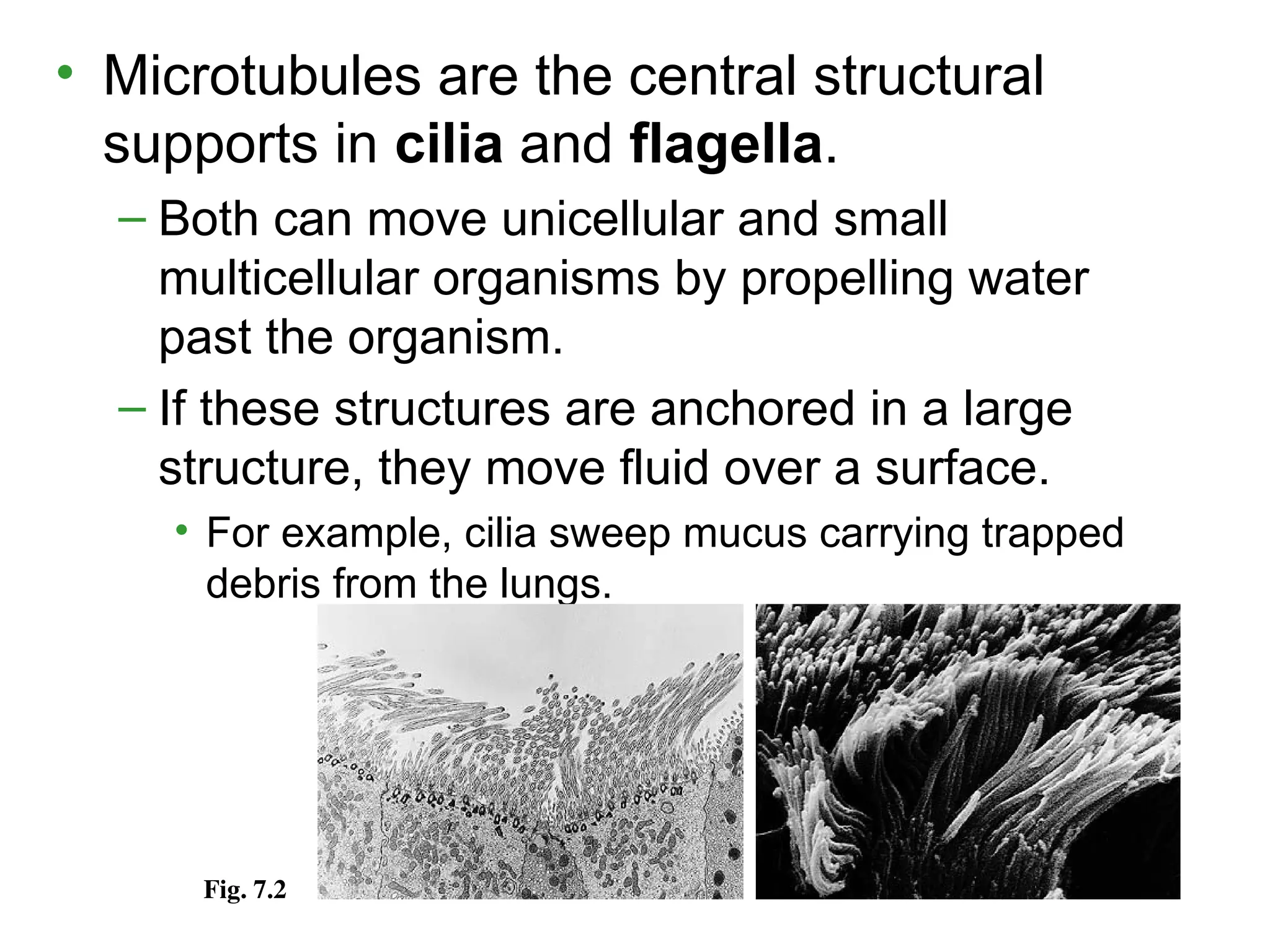 Cytoskeleton organelle of the cell structure.ppt