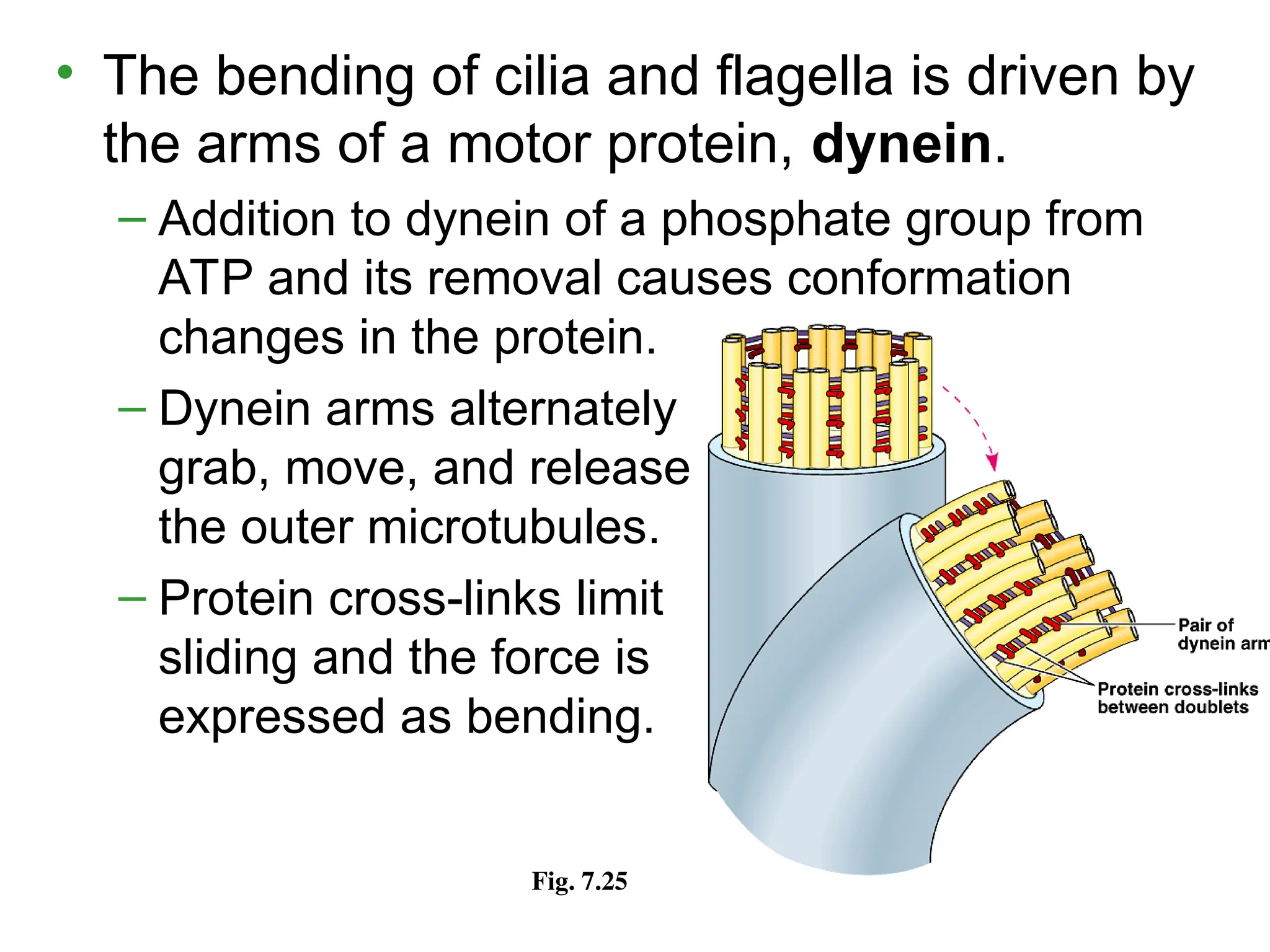 Cytoskeleton organelle of the cell structure.ppt