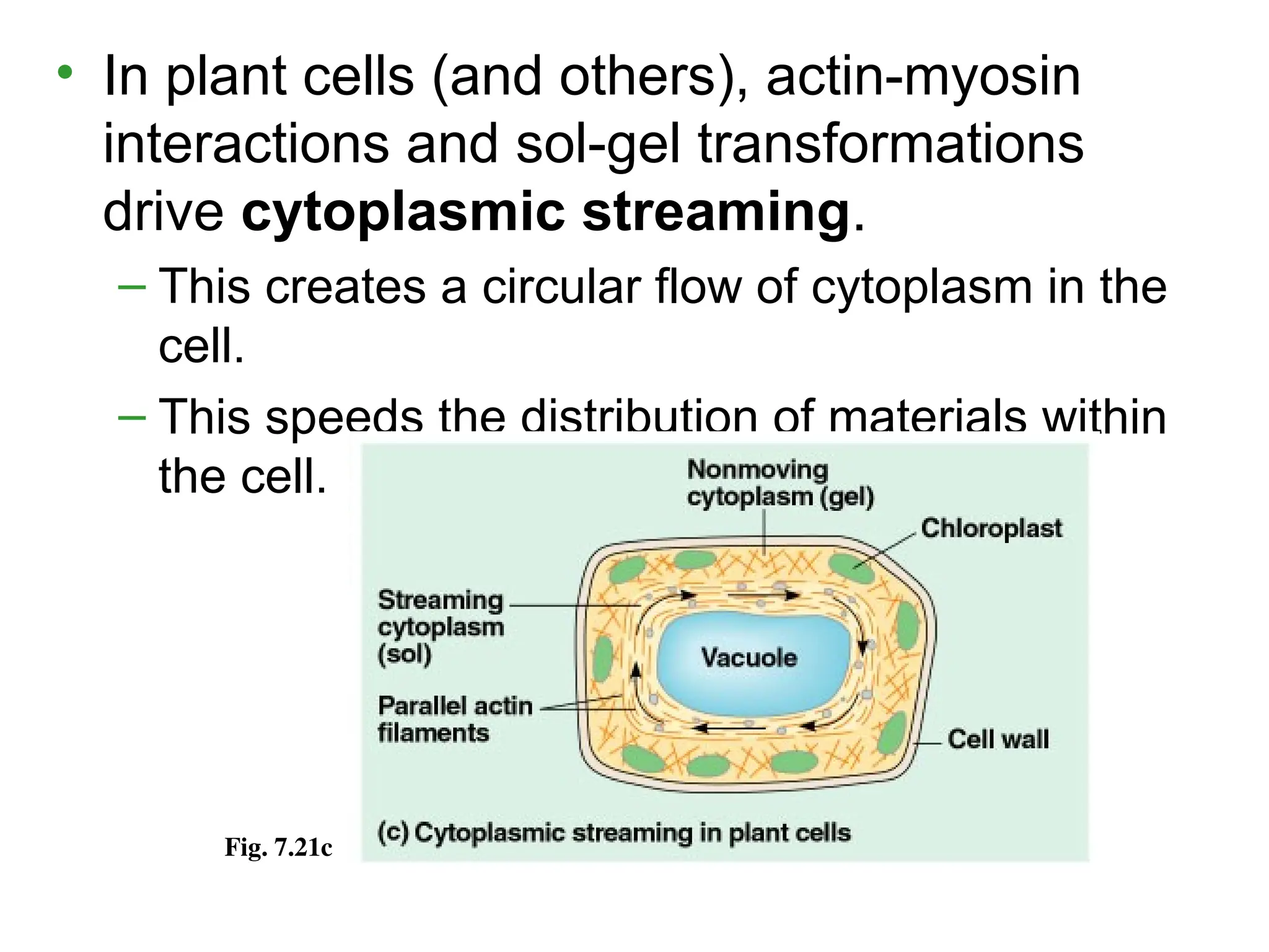 Cytoskeleton organelle of the cell structure.ppt