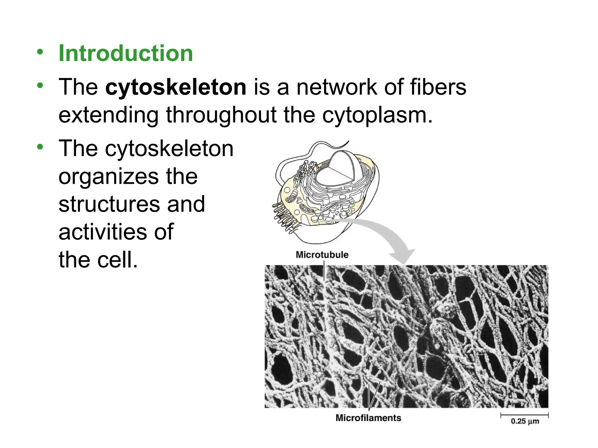 Cytoskeleton organelle of the cell structure.ppt