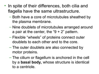 Cytoskeleton organelle of the cell structure.ppt