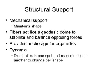 Cytoskeleton organelle of the cell structure.ppt