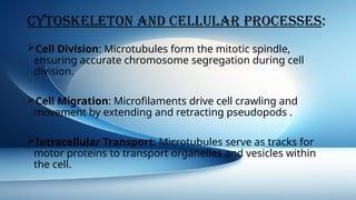 cytoskeleton deffination, types, explanation about the types and brief ...