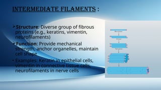 cytoskeleton deffination, types, explanation about the types and brief ...