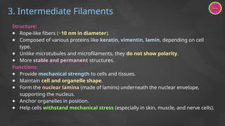 Cytoskeleton.pptxtdrrdetdgurvvvjljhfvbjyj | PPTX