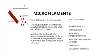 Structure and Functions of CYTOSKELETON.pptx