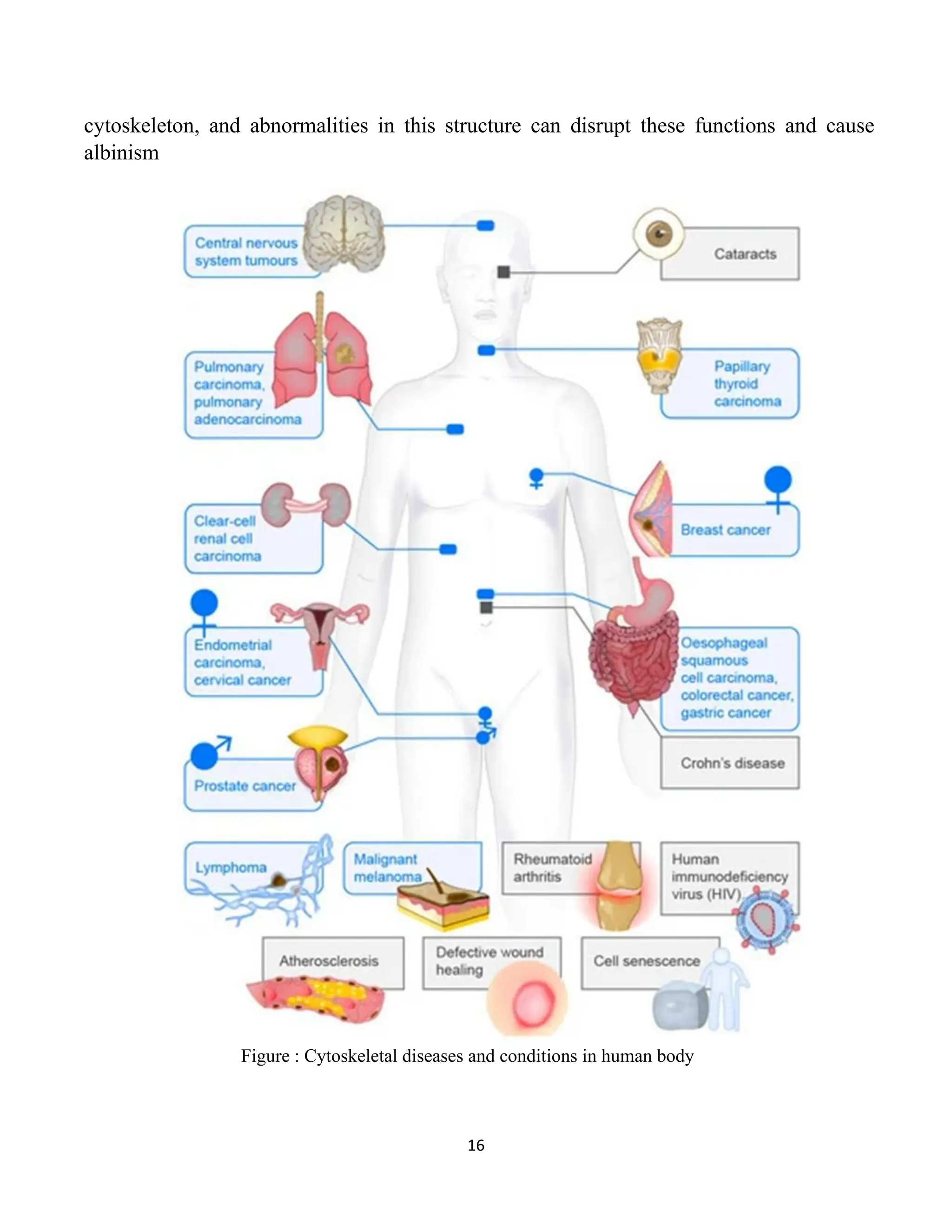 "cytoskeleton and its Components"-assignment.pdf