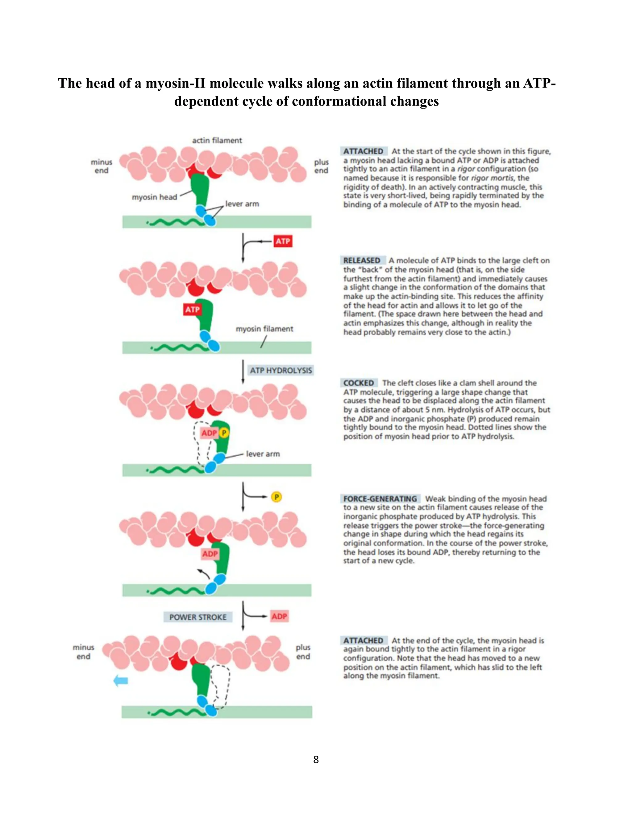 "cytoskeleton and its Components"-assignment.pdf