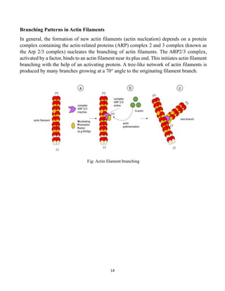 "cytoskeleton and its Components"-assignment.pdf
