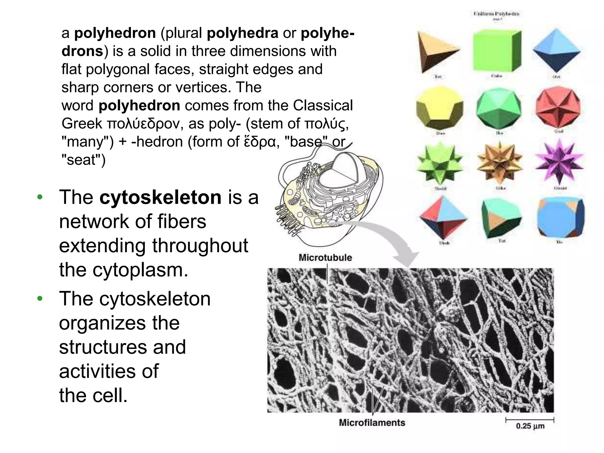 Cytoskeleton | PPT