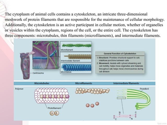The Cytoskeleton: Structure, Function, and Cellular Dynamics - maha hammady.pptx
