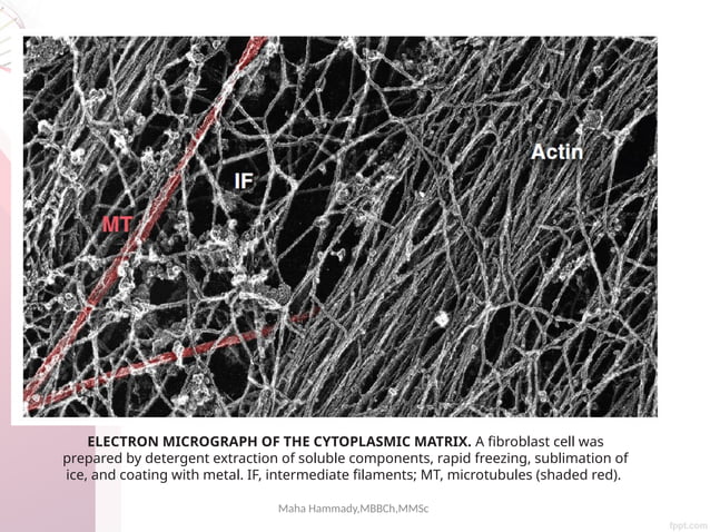 The Cytoskeleton: Structure, Function, and Cellular Dynamics - maha ...