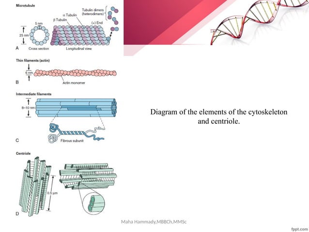 The Cytoskeleton: Structure, Function, and Cellular Dynamics - maha ...