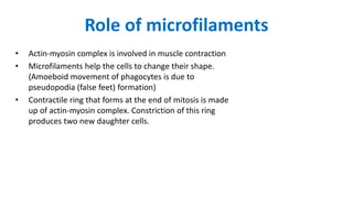 Cytoskeleton and Molecular Motors - with YouTube video | PPTX