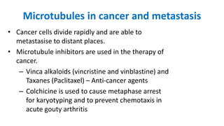 Cytoskeleton and Molecular Motors - with YouTube video | PPTX