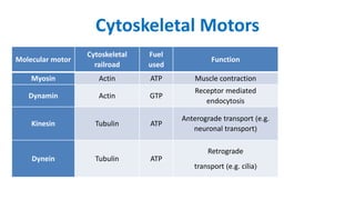 Cytoskeleton and Molecular Motors - with YouTube video | PPTX