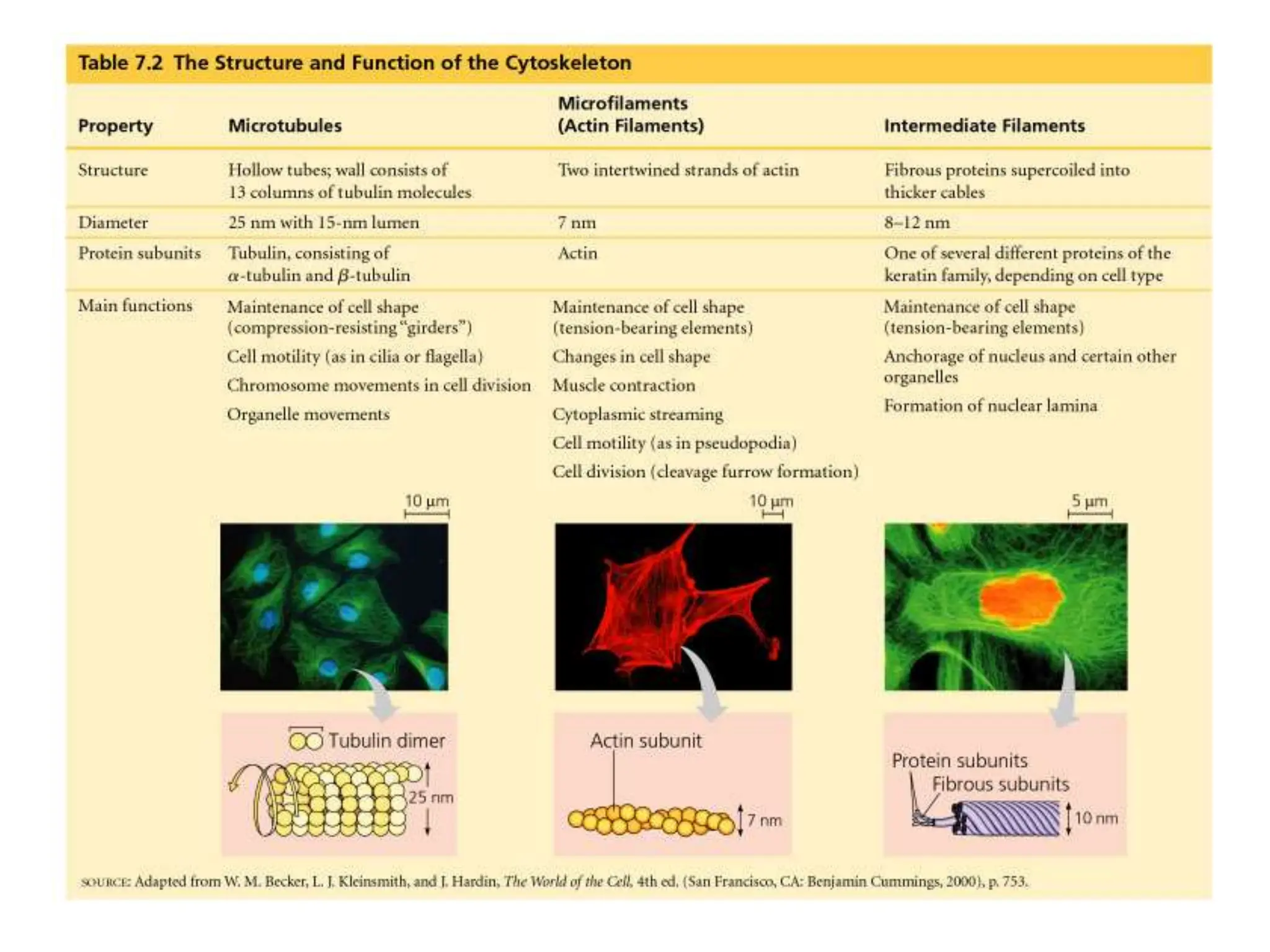 cytoskeleton -Eukaryotic cell 123456.ppt | Biological Sciences | Science