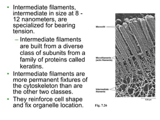 cytoskeleton -Eukaryotic cell 123456.ppt | Biological Sciences | Science