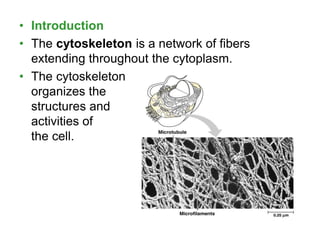 cytoskeleton -Eukaryotic cell 123456.ppt | Biological Sciences | Science