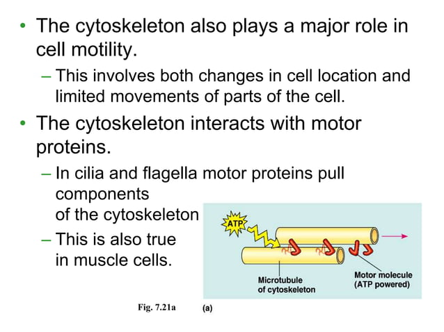 cytoskeleton -Eukaryotic cell 123456.ppt | Biological Sciences | Science