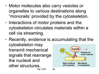 cytoskeleton -Eukaryotic cell 123456.ppt | Biological Sciences | Science