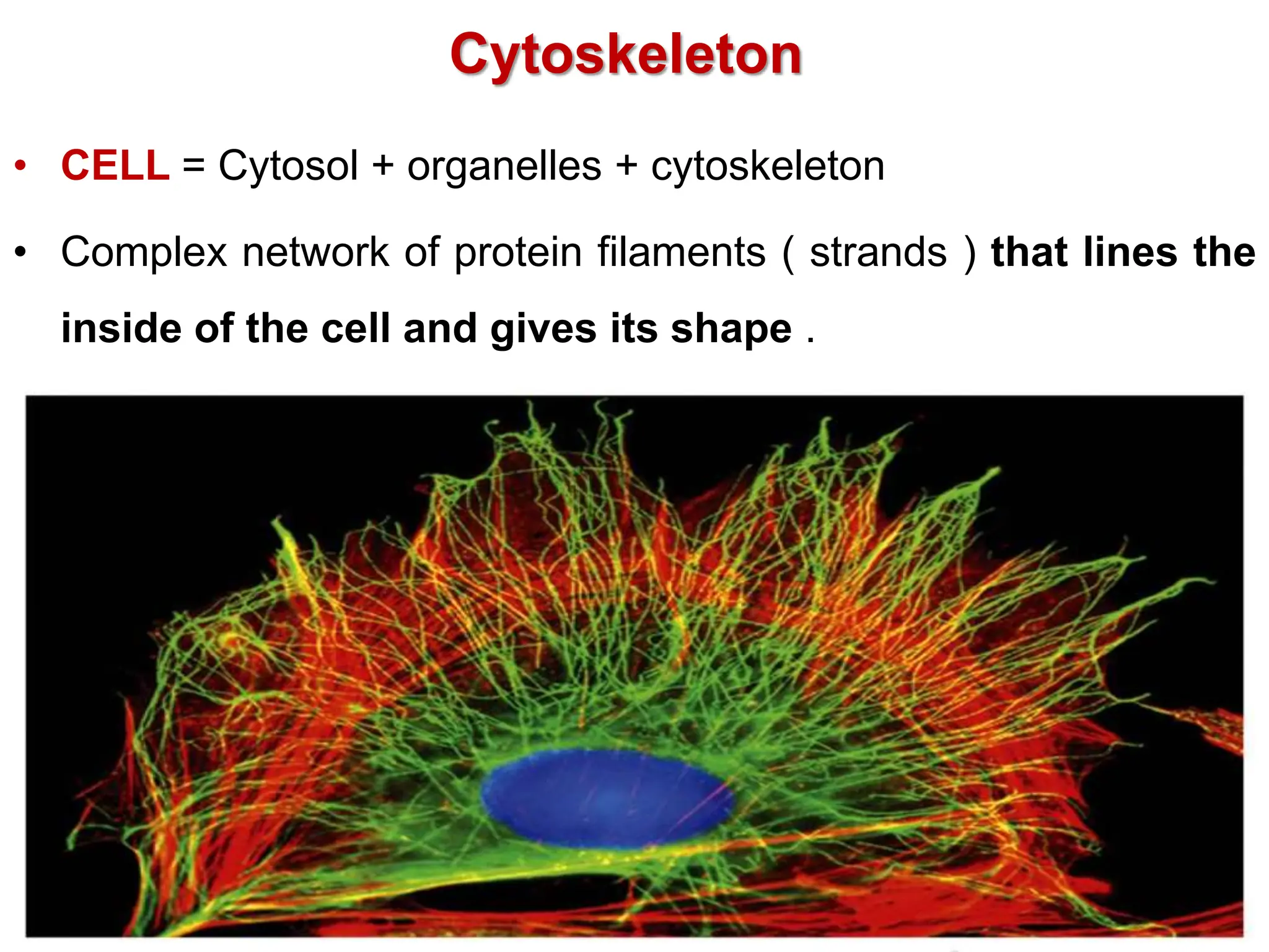 structure and functions of cytoskeletons | PPTX