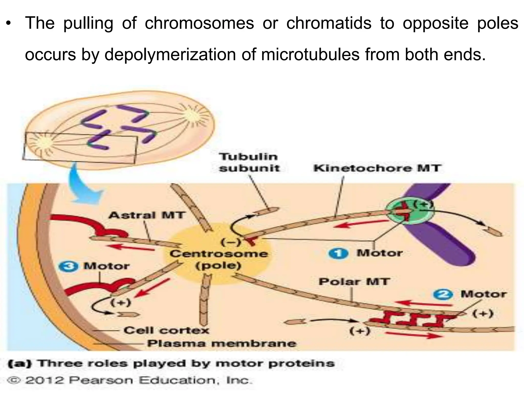 structure and functions of cytoskeletons | PPTX