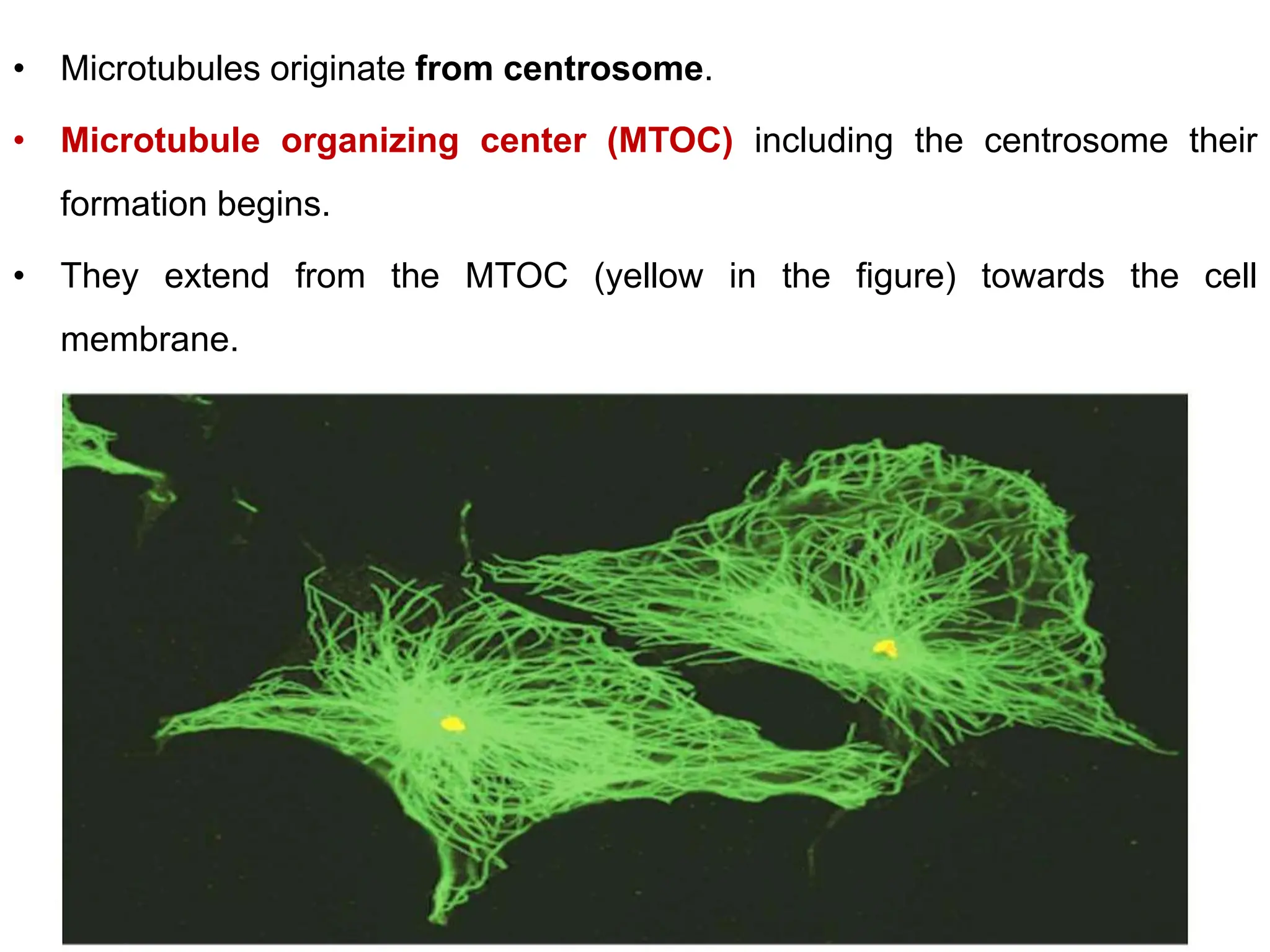 structure and functions of cytoskeletons | PPTX
