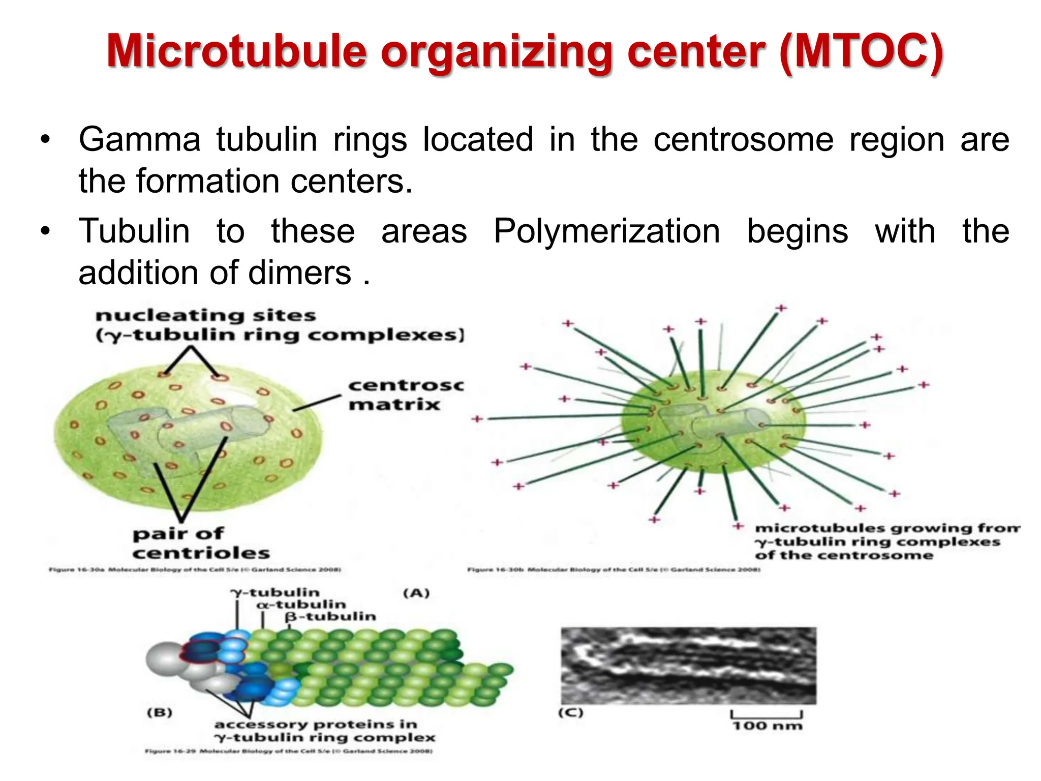 structure and functions of cytoskeletons | PPTX