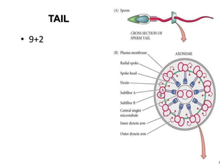 structure and functions of cytoskeletons | PPTX