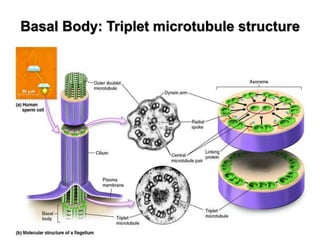 structure and functions of cytoskeletons | PPTX