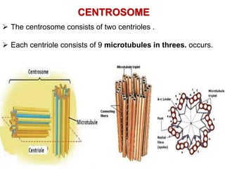 structure and functions of cytoskeletons | PPTX