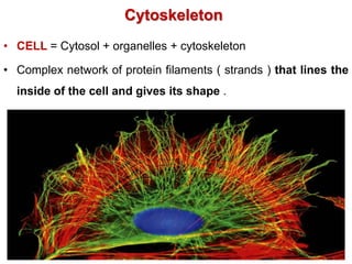 structure and functions of cytoskeletons | PPTX