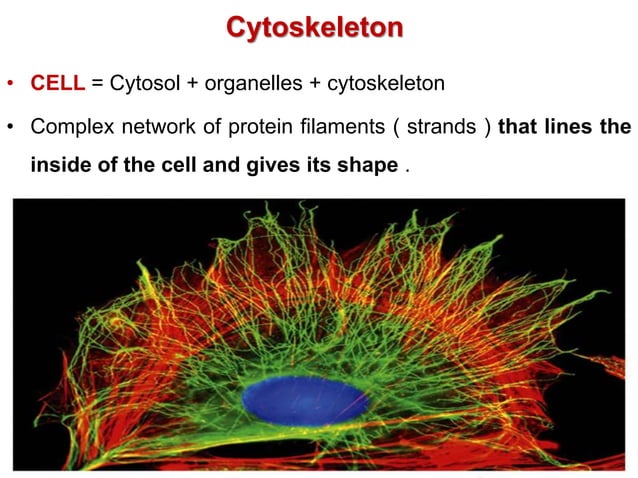 structure and functions of cytoskeletons | PPTX | Chemistry | Science